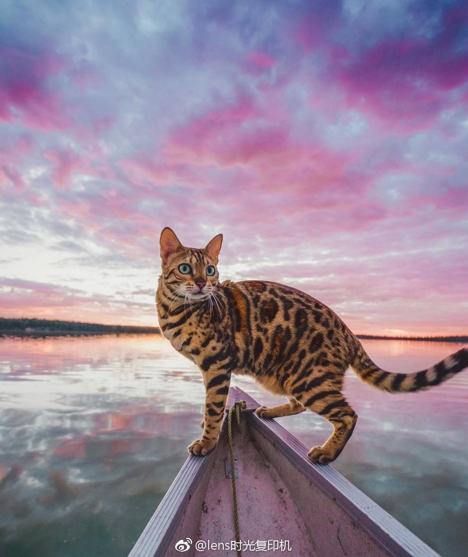 带着猫咪去旅行，sukiicat 时光君要被这只小猫迷倒了|小猫|猫咪|时光_新浪新闻
