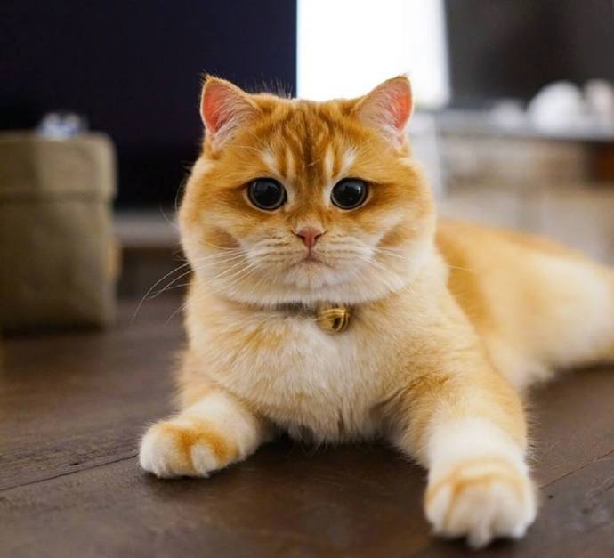 大眼萌猫！ins:pisco_cat|大眼|猫_新浪新闻