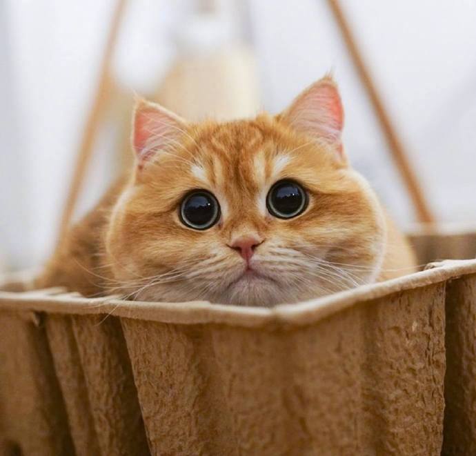 大眼萌猫！ins:pisco_cat|大眼|猫_新浪新闻