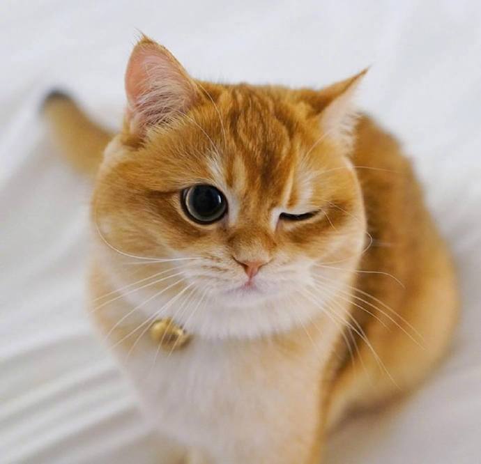 大眼萌猫！ins:pisco_cat|大眼|猫_新浪新闻