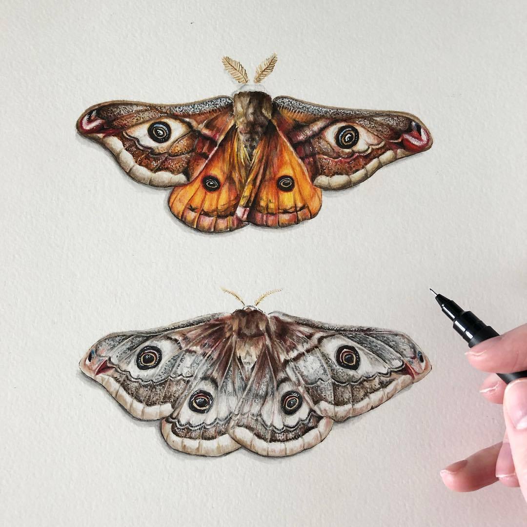 Phoebe Atkey | 彩铅蝴蝶Bournemouth, UK|彩铅|蝴蝶_新浪新闻