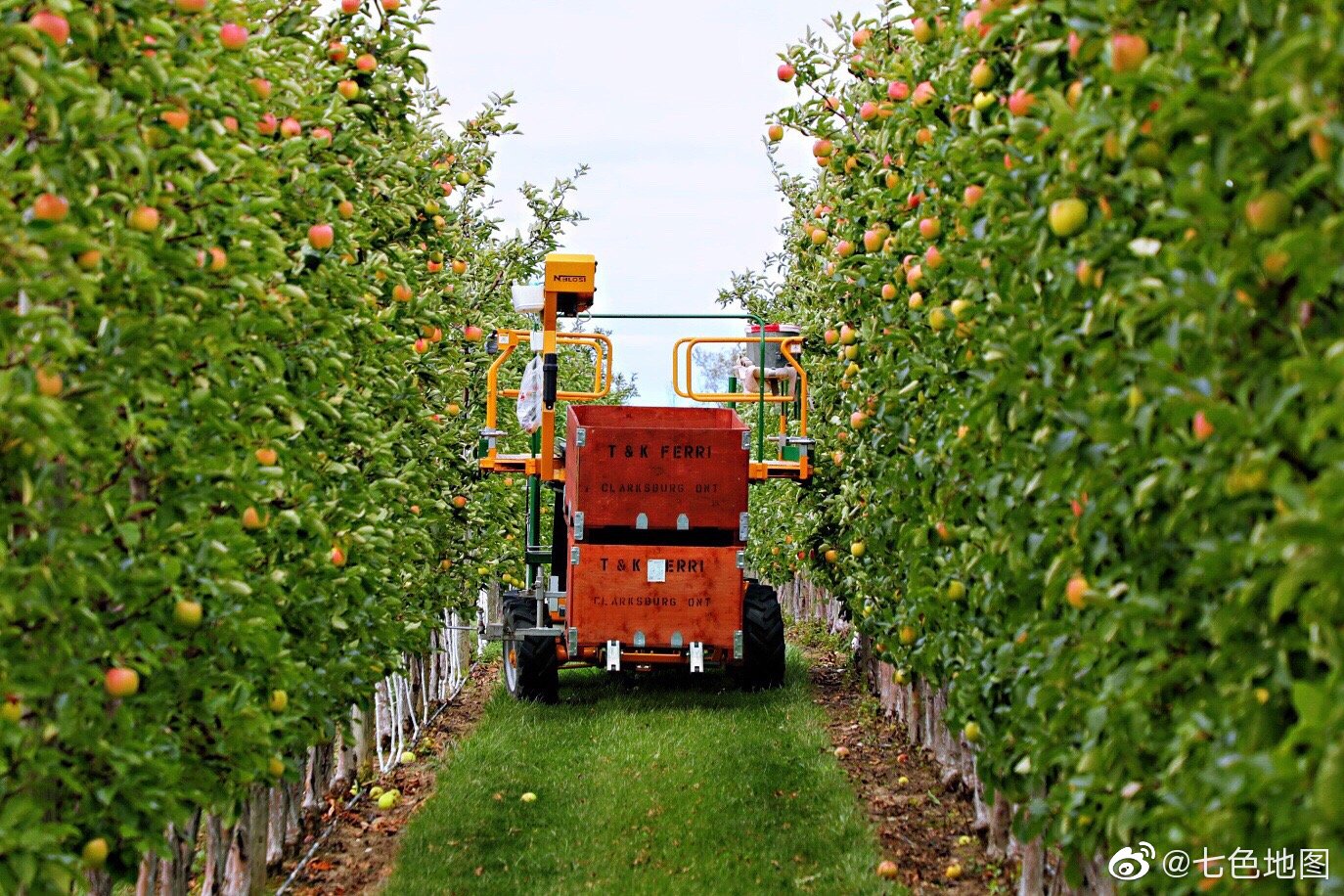 安大略，蓝山。来到结满苹果的果园T&K Ferri Orchard，一眼望过去