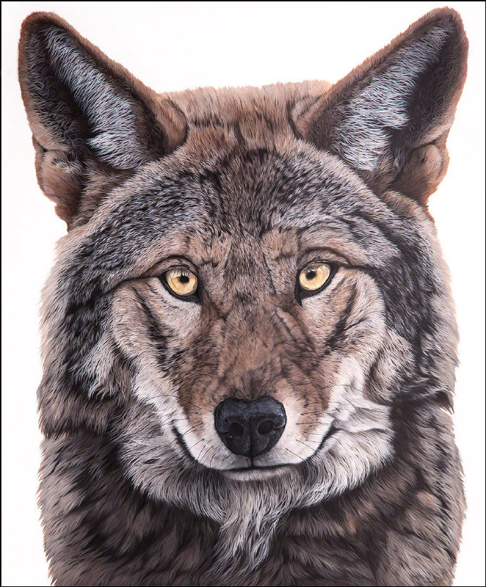 逼真动物肖像动物 | 艺术家 Ester Curini|肖像|艺术家|动物_新浪新闻