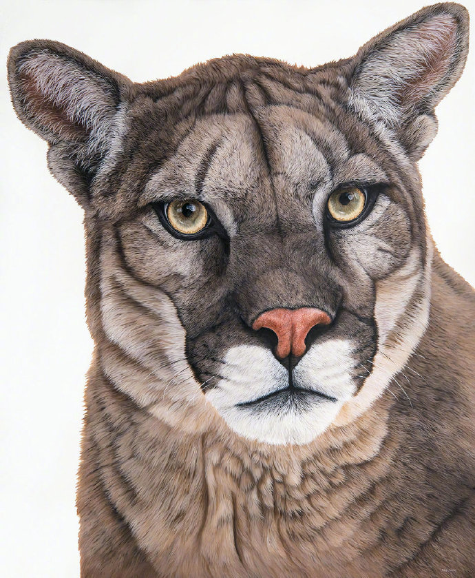 逼真动物肖像动物 | 艺术家 Ester Curini|肖像|艺术家|动物_新浪新闻