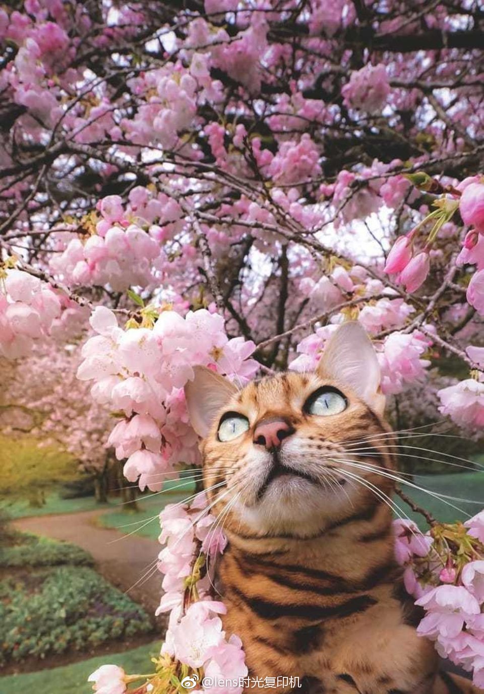带着猫咪去旅行，sukiicat 时光君要被这只小猫迷倒了|小猫|猫咪|时光_新浪新闻