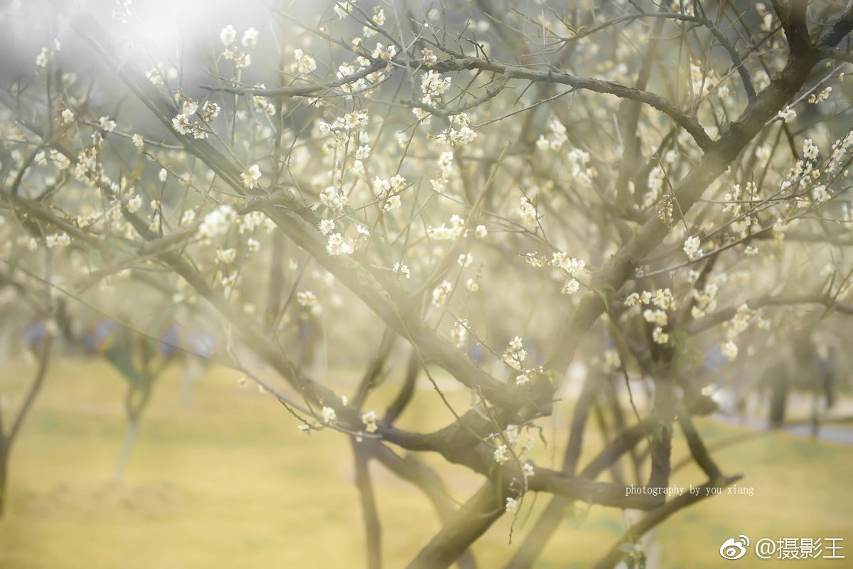 品若梅花香在骨