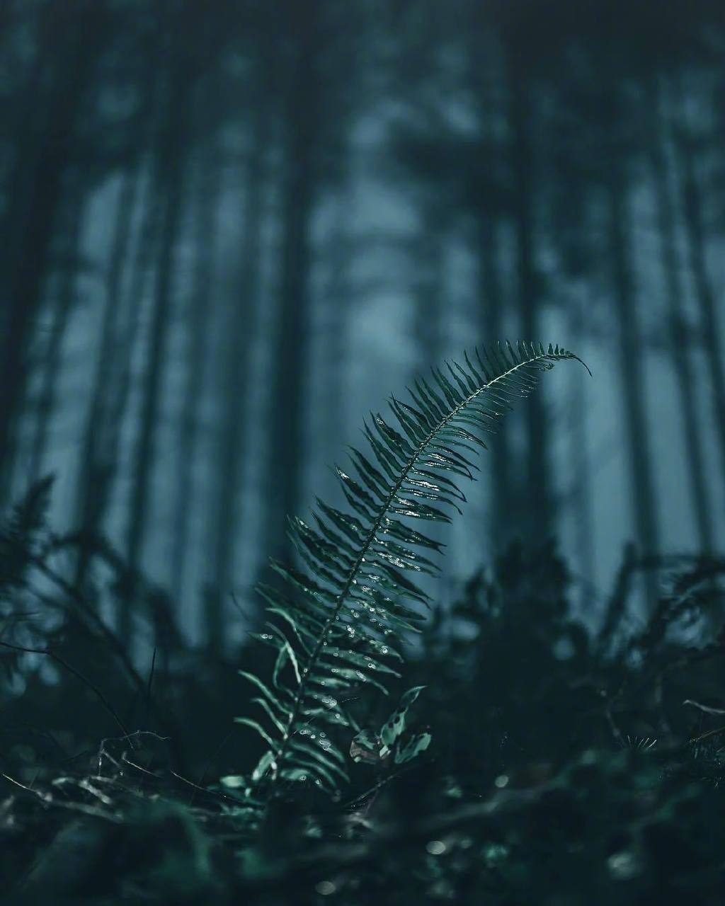 靠近窗户，本次列车的终点是你。北岛 | 摄影师 Dylan Furst