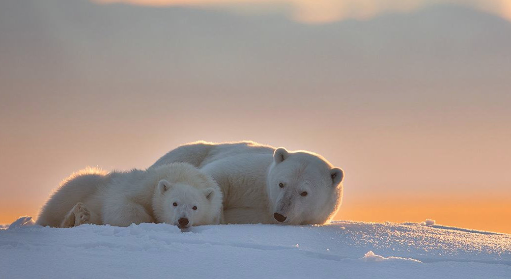 阿拉斯加，北极熊一家 Tin Man Lee