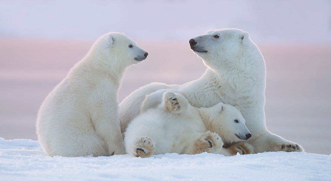 阿拉斯加，北极熊一家 Tin Man Lee
