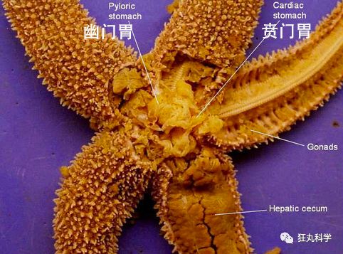 长得超蠢萌，吃起东西来却这么吓人？_科普中国_新浪博客