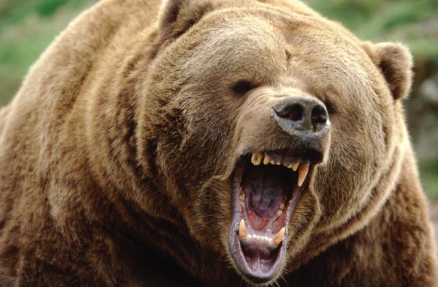 森林里什么动物最厉害？