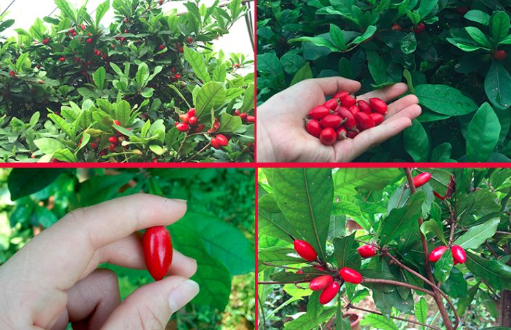 10颗要卖60元，“国宝级”神秘果爆红！吃一颗，让你酒量翻倍