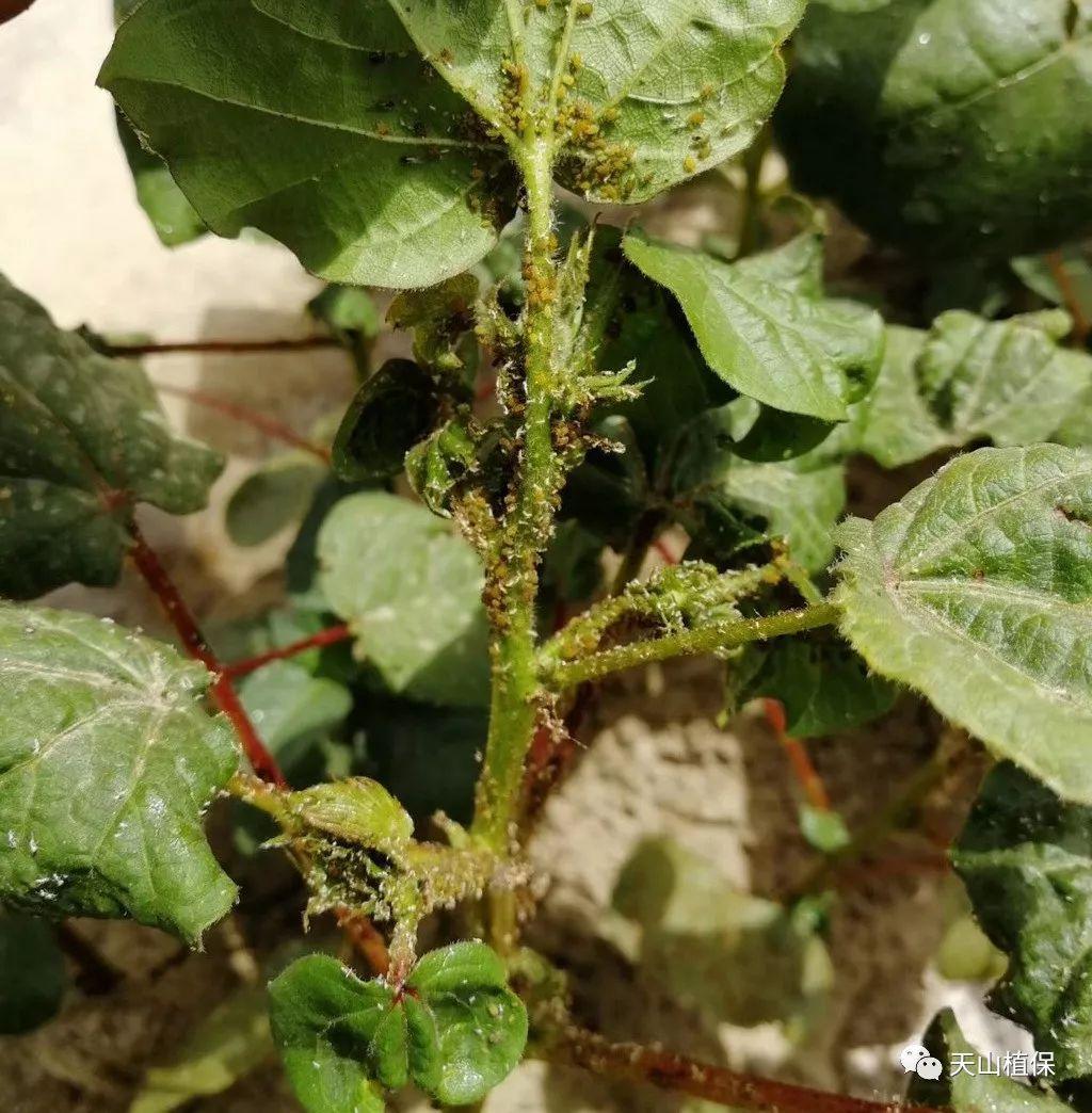棉花现蕾期防治病虫害的一些建议|红蜘蛛|棉蚜|棉花