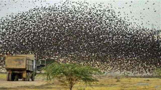 动物异常行为、地震云预测地震真的靠谱吗？