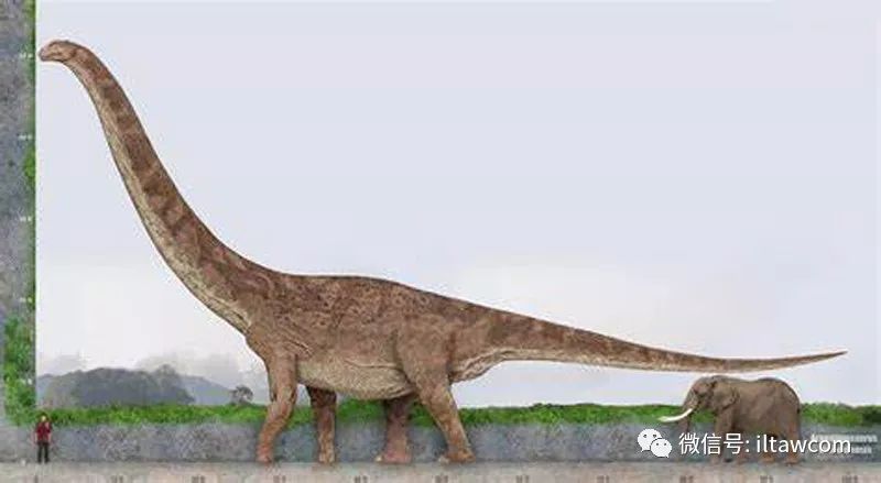 体型最巨大的陆地动物之一阿根廷龙|侏罗纪|泰坦_新浪新闻