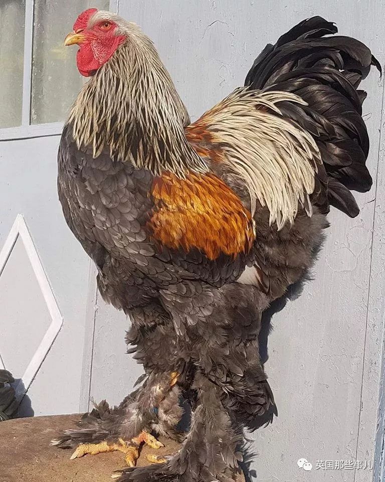 帅气小哥24岁开起农场，每天捡那么多珍奇异蛋的画风居然有点美好…