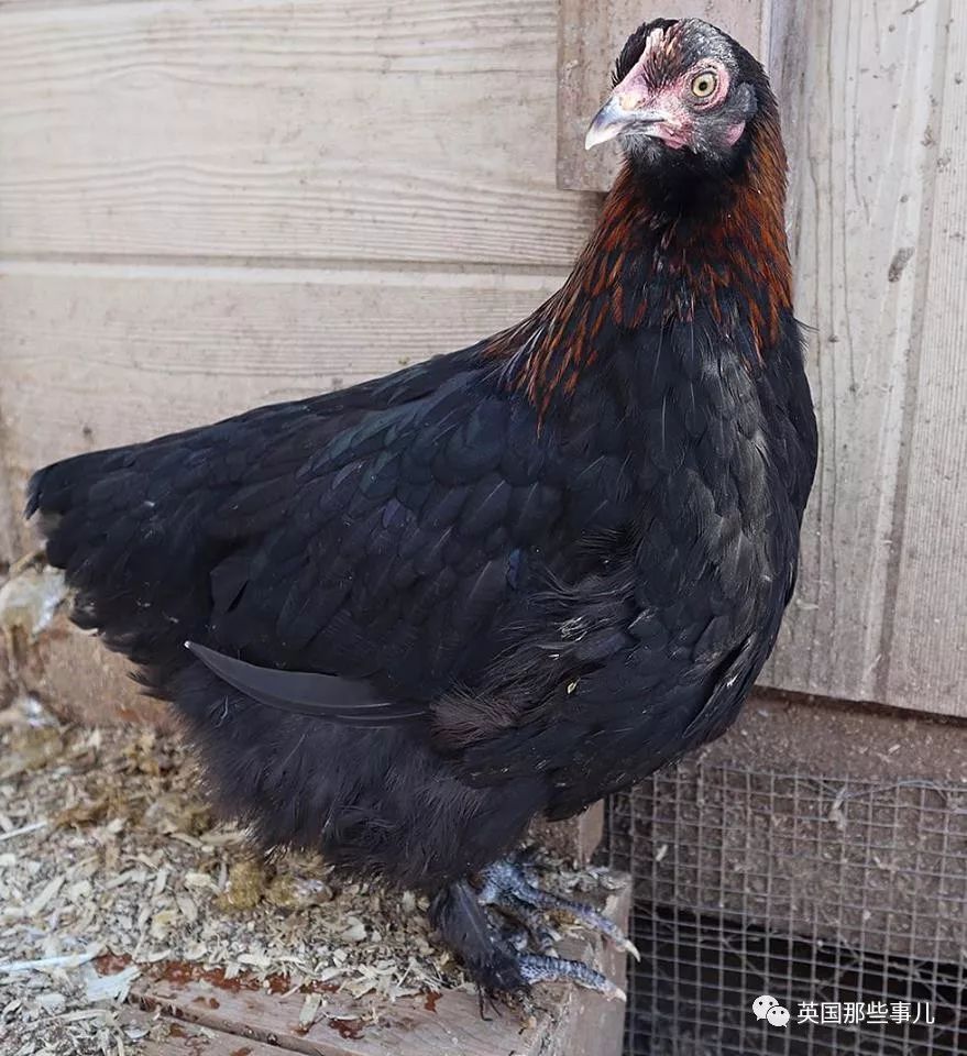 帅气小哥24岁开起农场，每天捡那么多珍奇异蛋的画风居然有点美好…