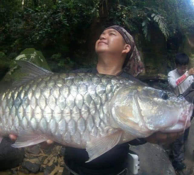 见识马来西亚最为名贵的河鱼之王，它有个诗意的名字“忘不了”