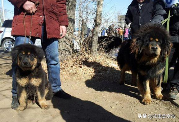 它在蒙古人心中，是唯一可以，以人名命名的狗狗，如今却几乎灭绝
