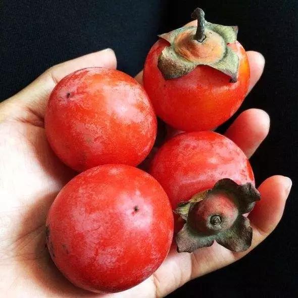 这种野柿子，虽然比大拇指大不多，但等到变软变成红色非常好吃！|柿子|大拇指|红色_新浪新闻