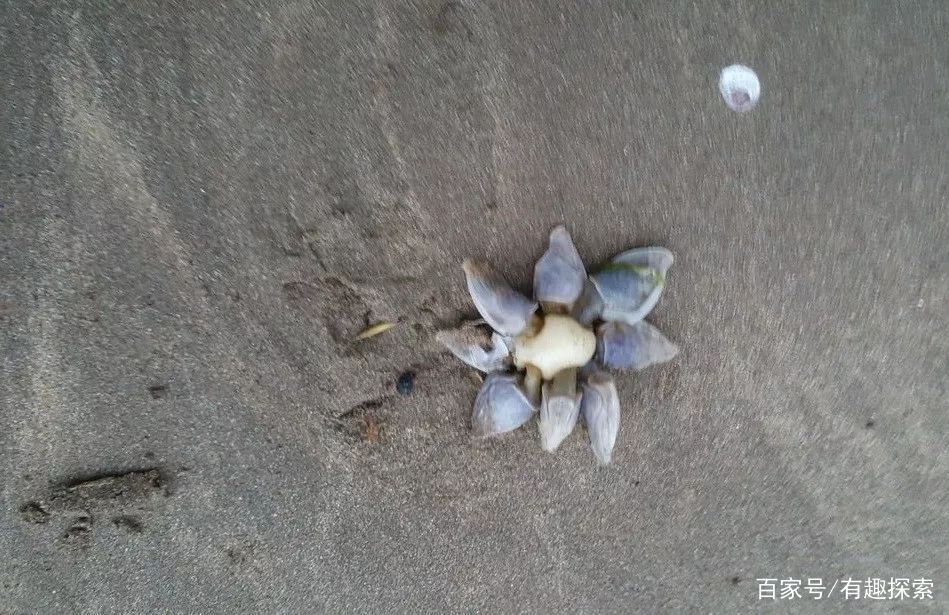 英格兰海岸有不寻常海洋生物，形状无法形容，很快有了专家答案