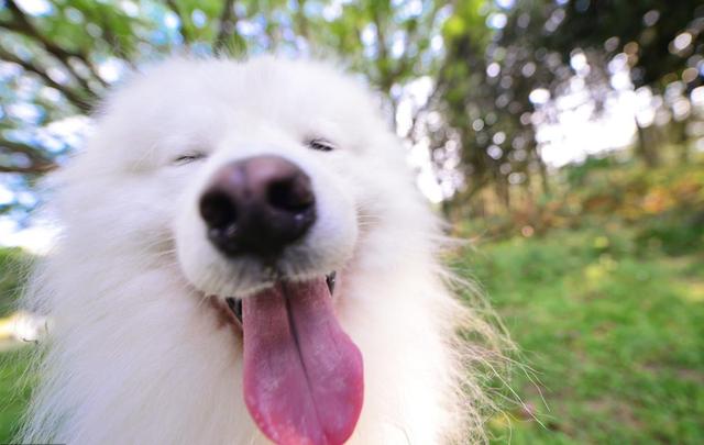 萨摩耶的前世今生：最初是黑色或棕色，实力和狼55开|萨摩耶|狼|棕色_新浪新闻