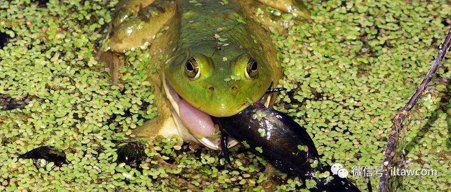 蛙界暴龙-美国牛蛙|雄性_新浪新闻