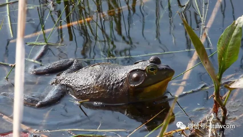 蛙界暴龙-美国牛蛙|雄性_新浪新闻