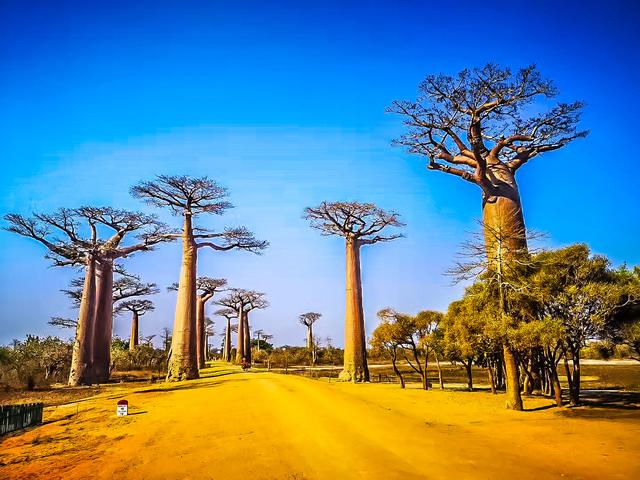 非洲穆隆达瓦，猴面包树的故乡，体验原汁原味马岛生活|安齐拉贝|猴面包树|马岛_新浪新闻