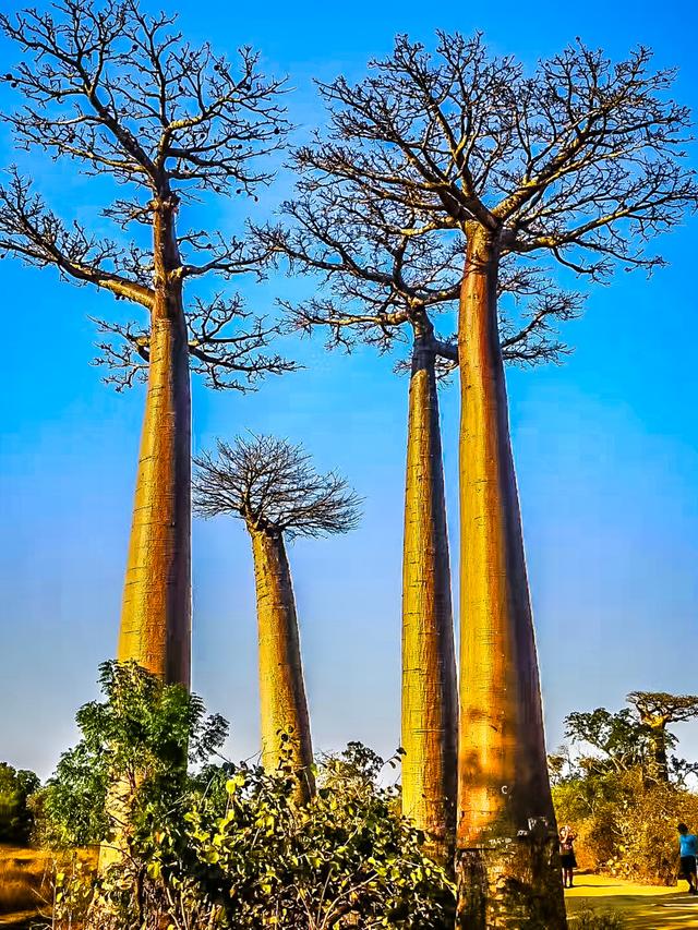 非洲穆隆达瓦，猴面包树的故乡，体验原汁原味马岛生活|安齐拉贝|猴面包树|马岛_新浪新闻