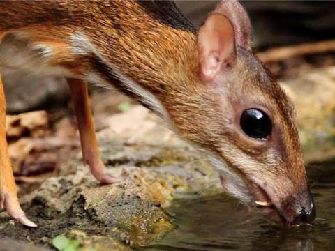 西双版纳有种可爱的小鹿，像鼠类又像兔子，遇到天敌毫无抵抗力|鼷鹿|国家级自然保护区|云南_新浪新闻