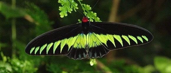 物种图册-翠叶红颈凤蝶|凤蝶_新浪新闻