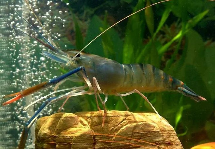 龙虾不是虾，对虾更不是虾？