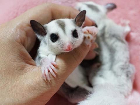 蜜袋鼯并不是那么好饲养的，很多人接受不了它们的这五个特点|袋鼯|气味|宠物_新浪新闻