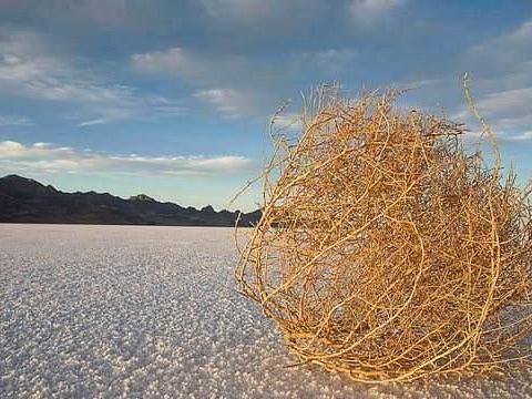 “风滚草”究竟指的是哪些植物？对农田有啥影响，怎样防止蔓延？_新浪新闻