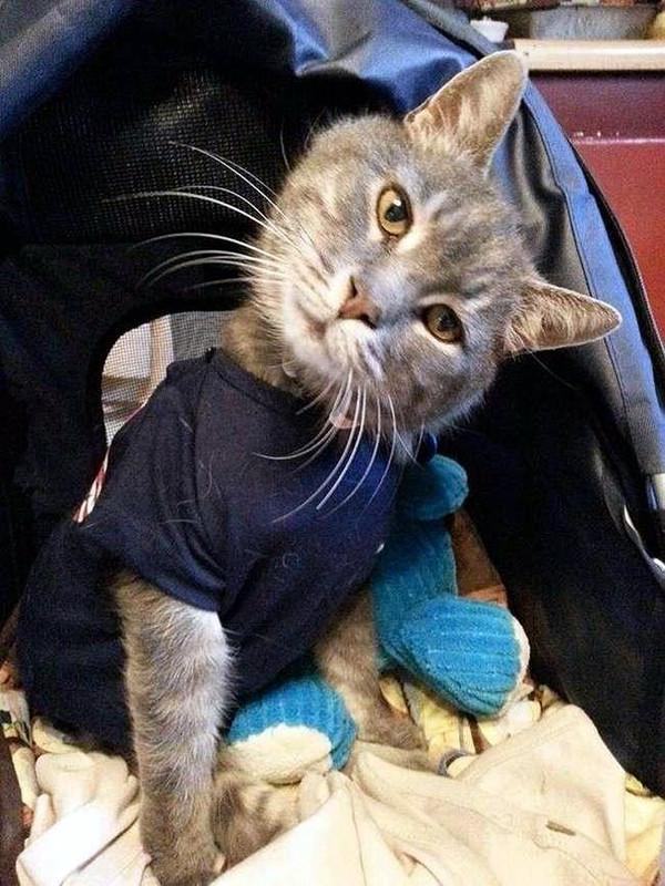 歪脖子猫吸粉无数，得知内情后，网友恨透了猫咪前主人！|小猫|主人|脖子_新浪新闻