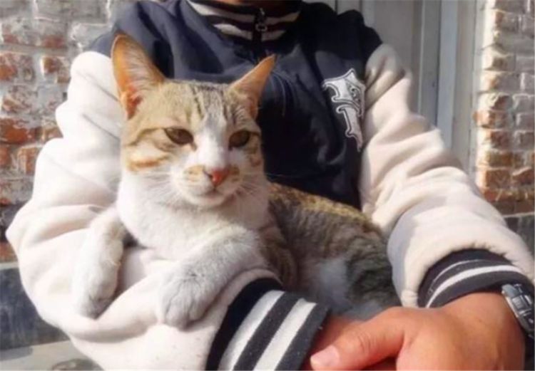 猫往人身上蹭是什么意思？