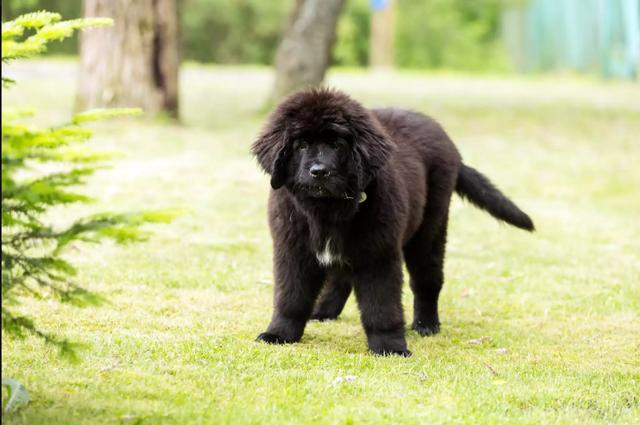 纽芬兰犬虽是禁养犬但很温柔，狗狗中的游泳健将，曾在海难救20人|纽芬兰犬|狗狗|海难_新浪新闻