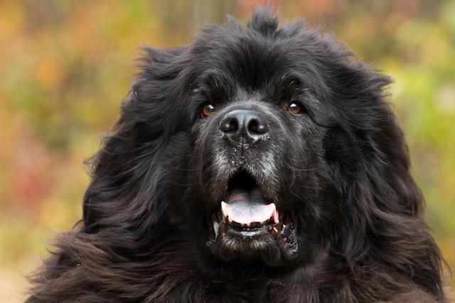 纽芬兰犬虽是禁养犬但很温柔，狗狗中的游泳健将，曾在海难救20人|纽芬兰犬|狗狗|海难_新浪新闻