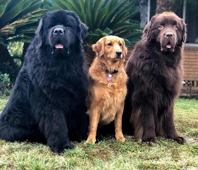 纽芬兰犬虽是禁养犬但很温柔，狗狗中的游泳健将，曾在海难救20人|纽芬兰犬|狗狗|海难_新浪新闻