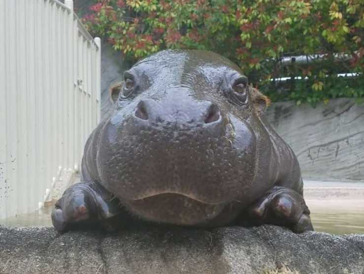小河马歪着头卖萌，网友看到后，都说要一起组队去看它|小河马|河马|名古屋_新浪新闻