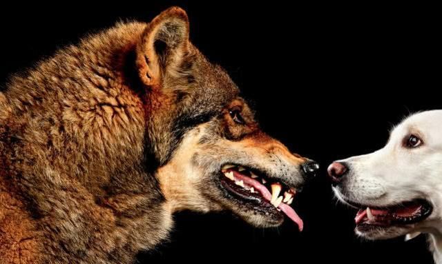 人类最先驯化的物种是什么？不是猫，不是狗，是60万年前的自己