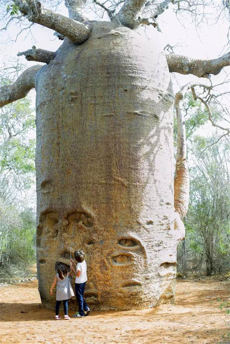 世界上最“操心”的树，管吃管喝还要管住，最长的活了5500年|猴面包树|枝干|树木_新浪新闻