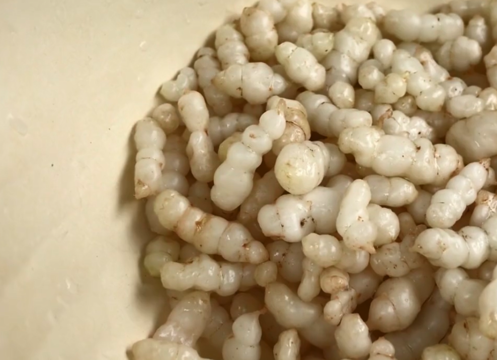 它被称为“土冬虫草”，男人常吃能治肾虚，女人吃了能滋阴补血