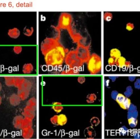 Elisabeth Bik再举报：世界干细胞权威科学家涉嫌“论文数据造假”|干细胞_新浪新闻