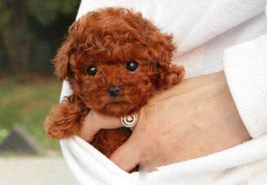 你选择饲养小型犬的理由是什么？这8个原因里，有你的吗|小型犬|狗狗|大型犬_新浪新闻