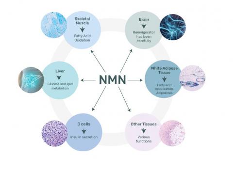 日本NMN让我返老还童安享晚年幸福生活|吉野|穗子|细胞_新浪新闻