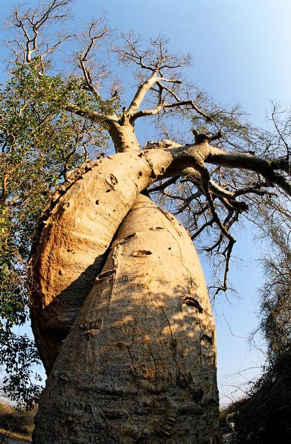 猴面包树你见过吗？一棵树结的果实能养活一家人，在中国养不活