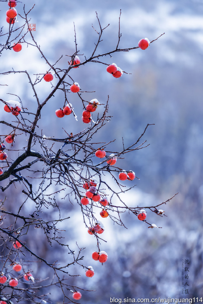 摄影欣赏：冬天里的火晶红柿子（图）|临潼|柿子|果形_新浪新闻