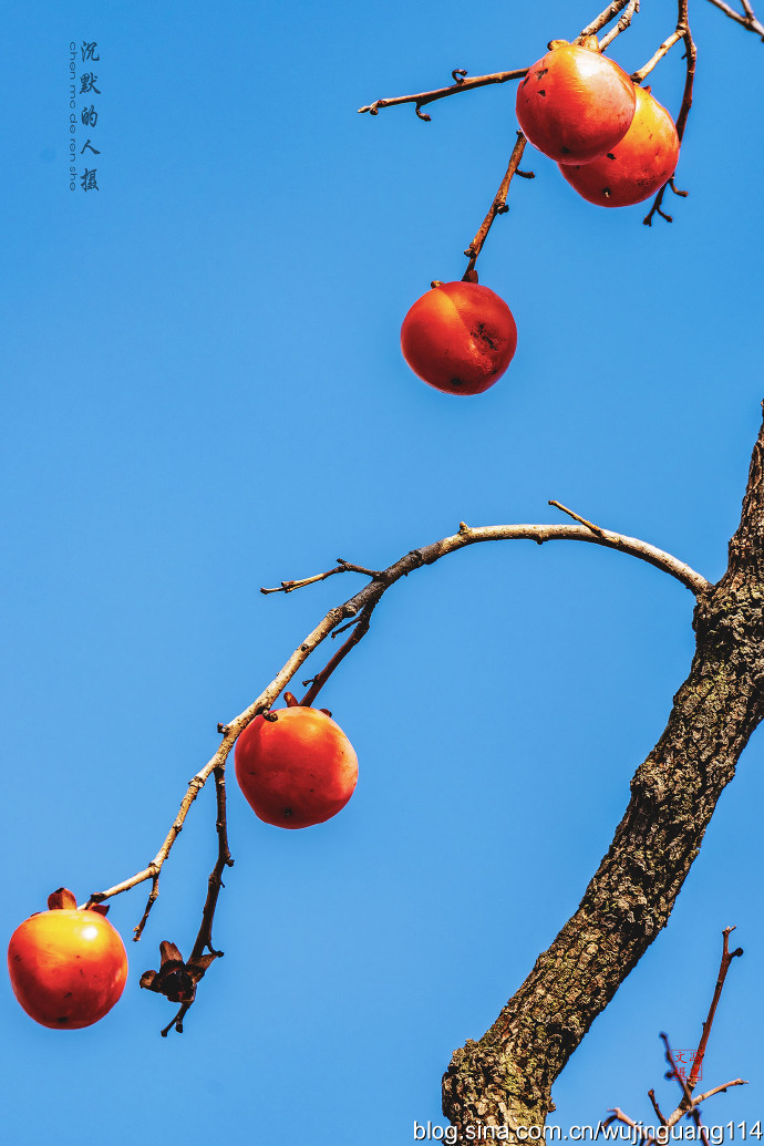 摄影欣赏：冬天里的火晶红柿子（图）|临潼|柿子|果形_新浪新闻